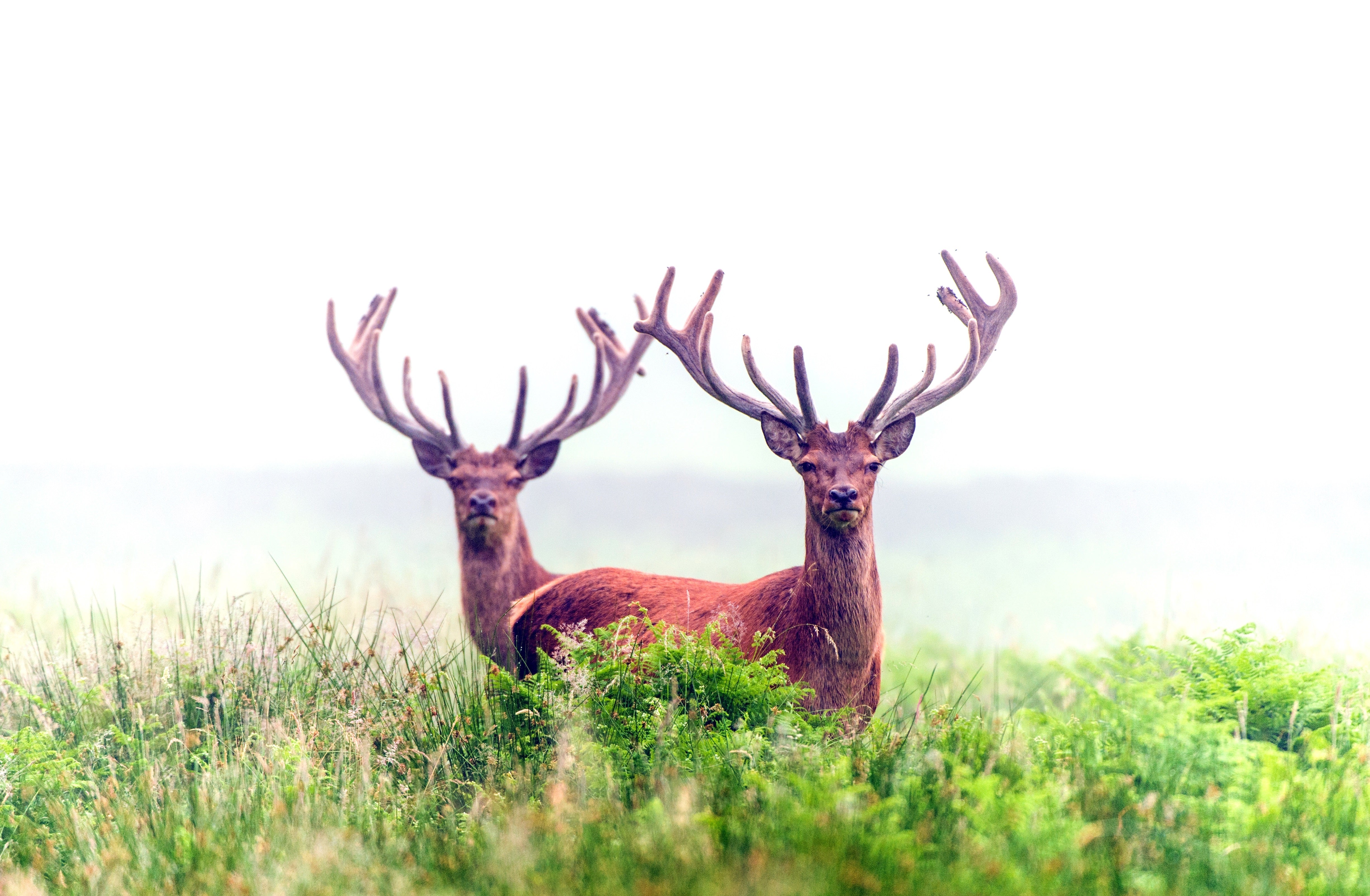 Cervine (Deer) Products – Antler Farms